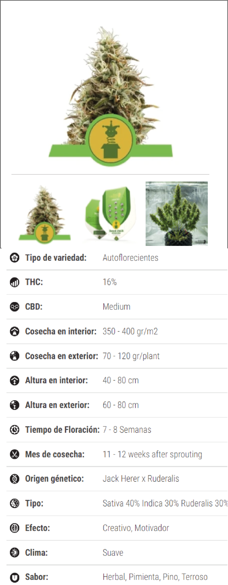 SEMILLA ROYAL JACK S3-1